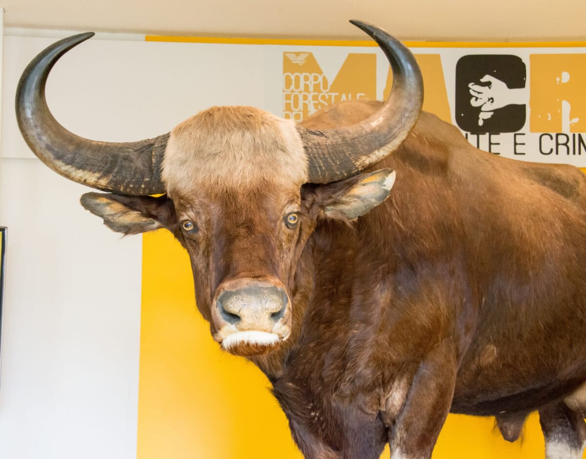 The DEA Officer and the Bull: A Tale of Arrogance and Humility - Greg ...